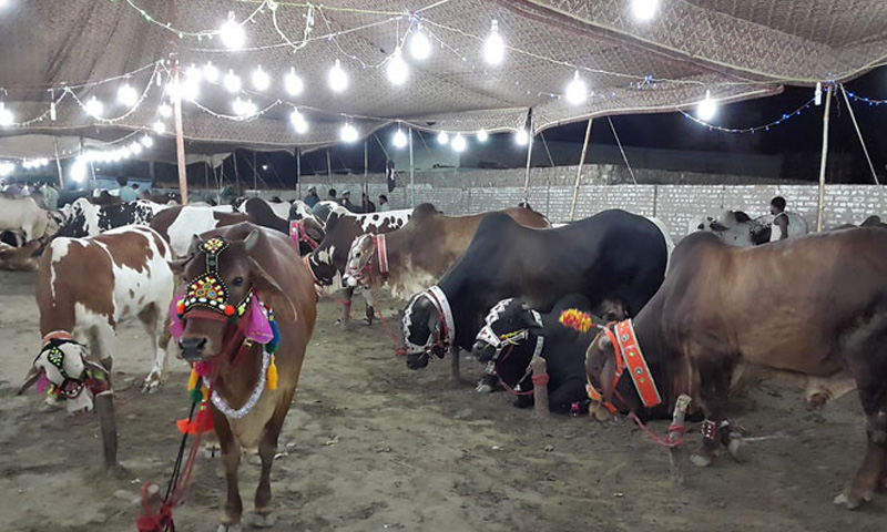 Islamabad and Rawalpindi Approve 12 Official Cattle Markets Ahead of ...